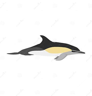 Delphinus Delphis - Common Dolphin - Side View - Flat Vector Stock ...