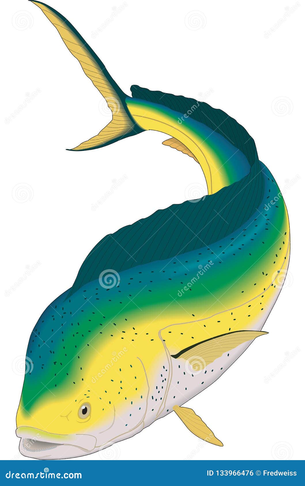 Common Dolphinfish Illustration Stock Vector - Illustration of ...