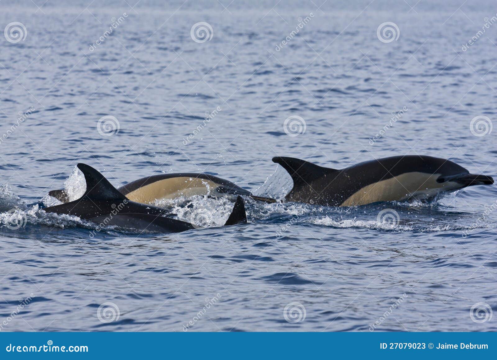Common Dolphins (Delphinus Delphis) Stock Image - Image of blue ...