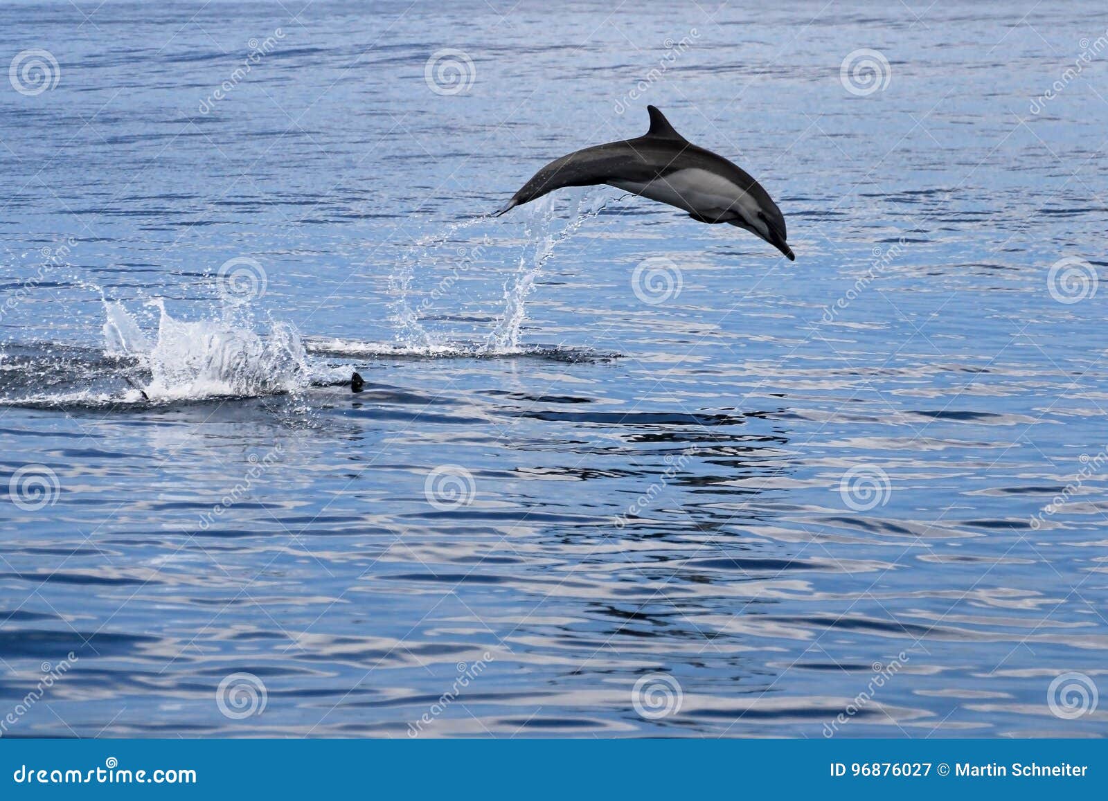 Common Dolphins Jumping, Costa Rica Stock Image - Image of mammals ...