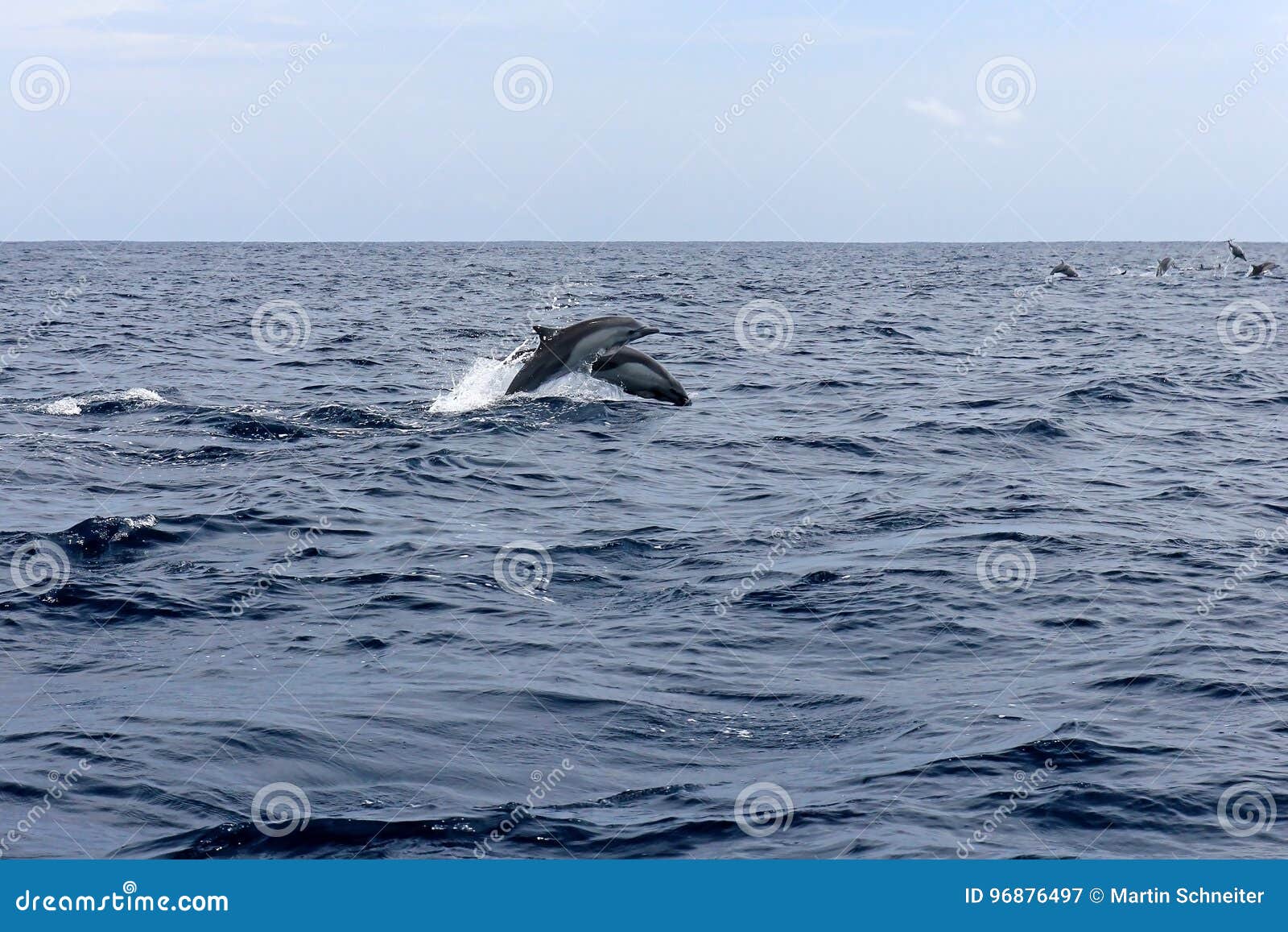 Common Dolphins Jumping, Costa Rica Stock Image - Image of common ...