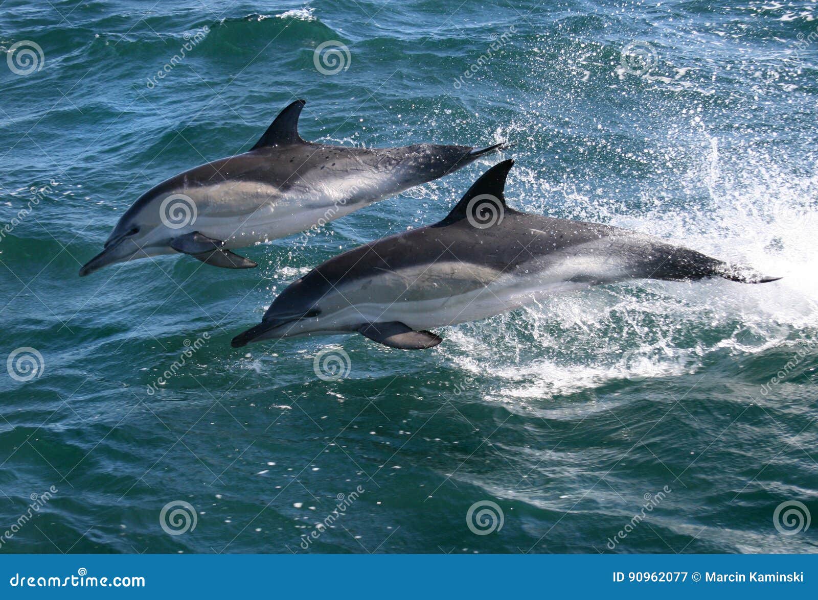 Common Dolphins stock image. Image of marine, pair, blue - 90962077