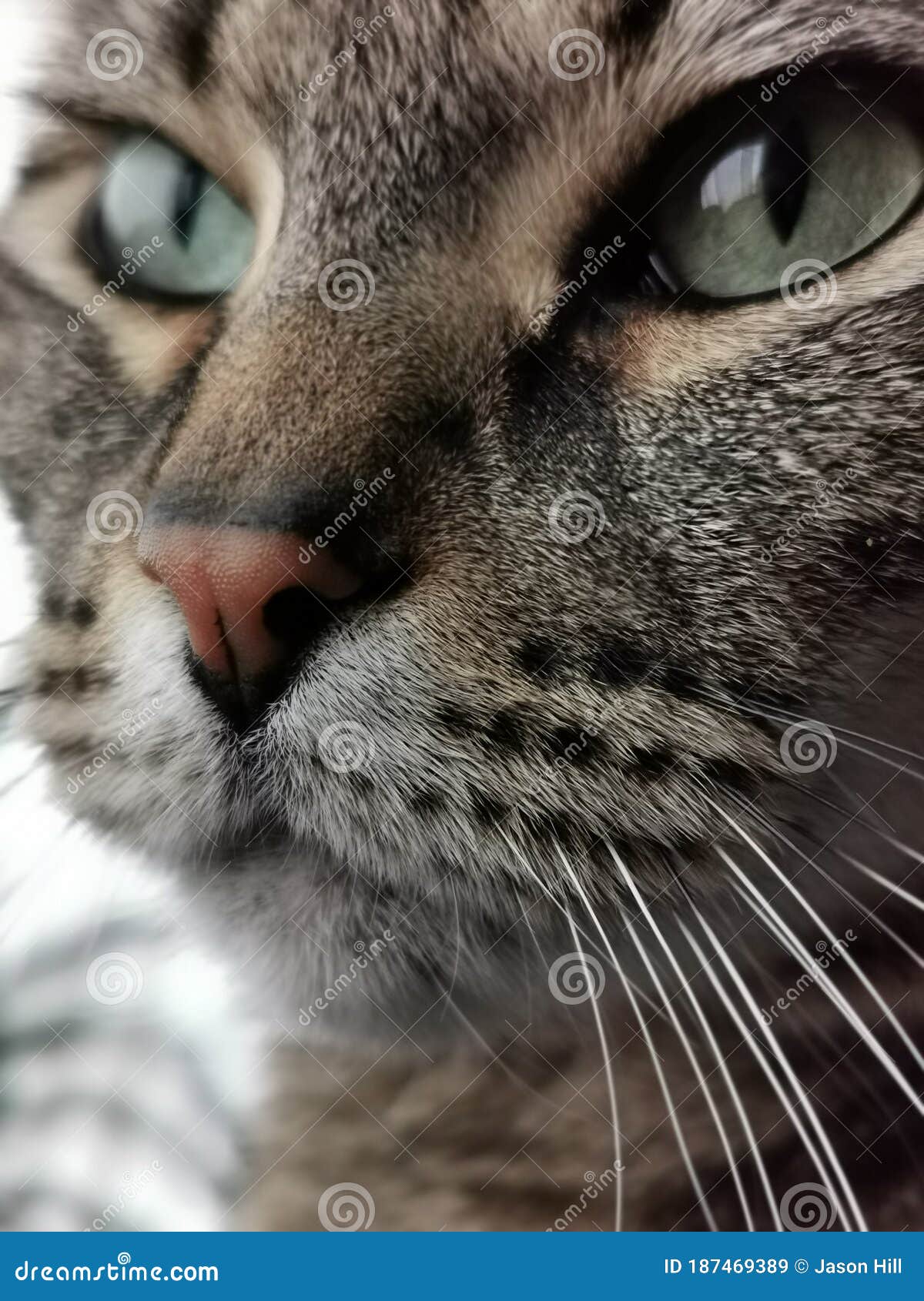 Common domestic house Cat stock image. Image of mammal - 187469389