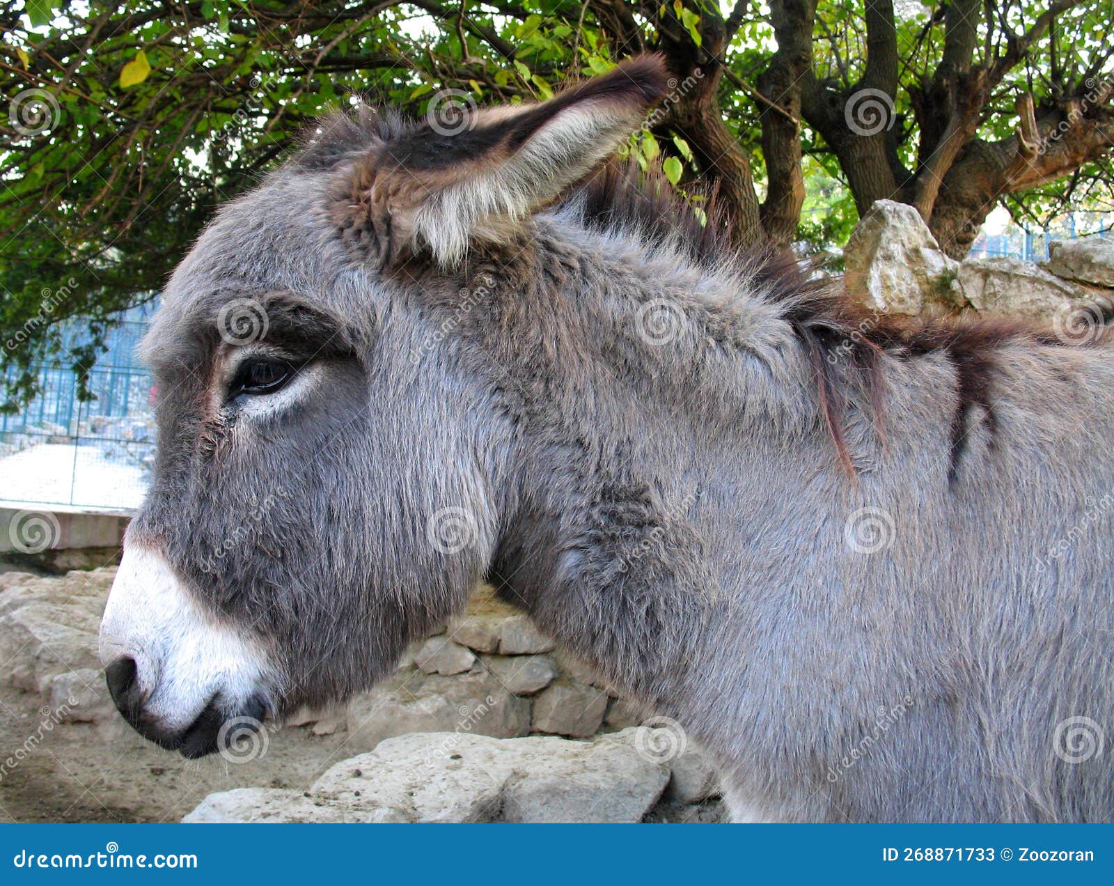 Common Donkey (Equus Asinus) Stock Image - Image of toed, wild: 268871733