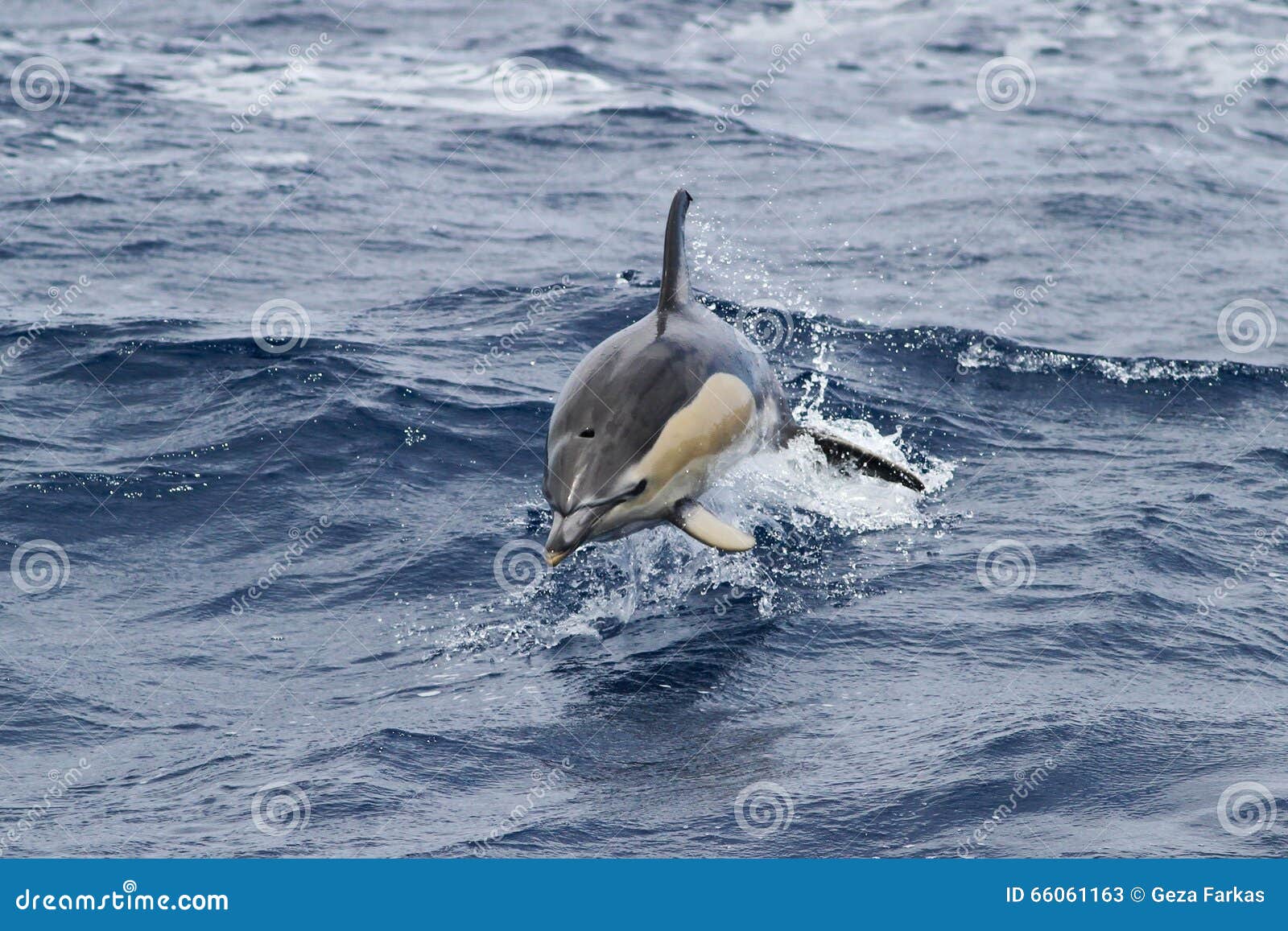 Common Doplhin Jumping Ocean Stock Photos - Free & Royalty-Free Stock ...
