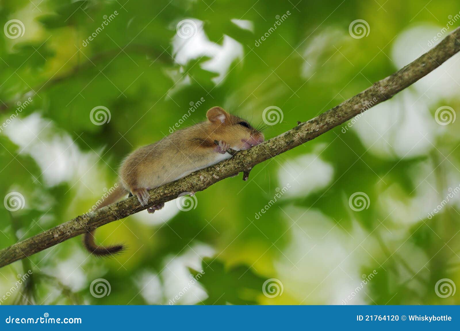 Common Dormouse stock photo. Image of horizontal, furry - 21764120