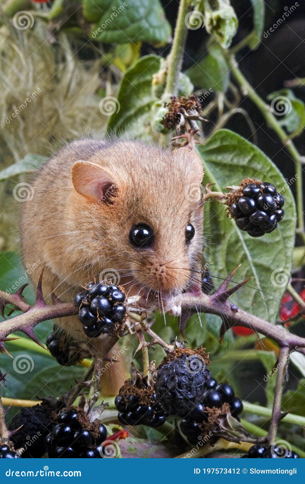 Common Dormouse, Muscardinus Avellanarius, Normandy Stock Photo - Image ...