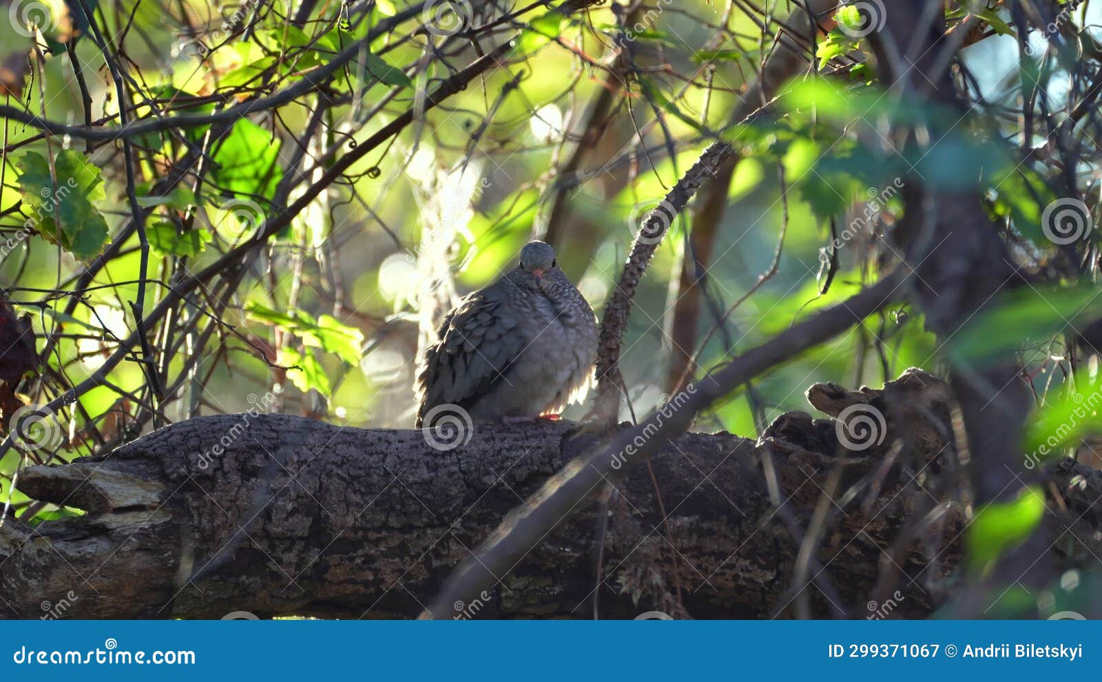 A Common Dove Bird Perched on a Tree Branch in Summer Florida Shrubs ...