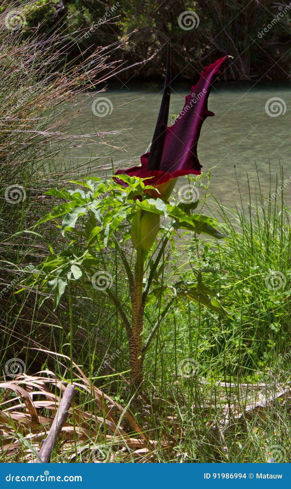 Common dracunculus stock photo. Image of dracunculus - 91986994