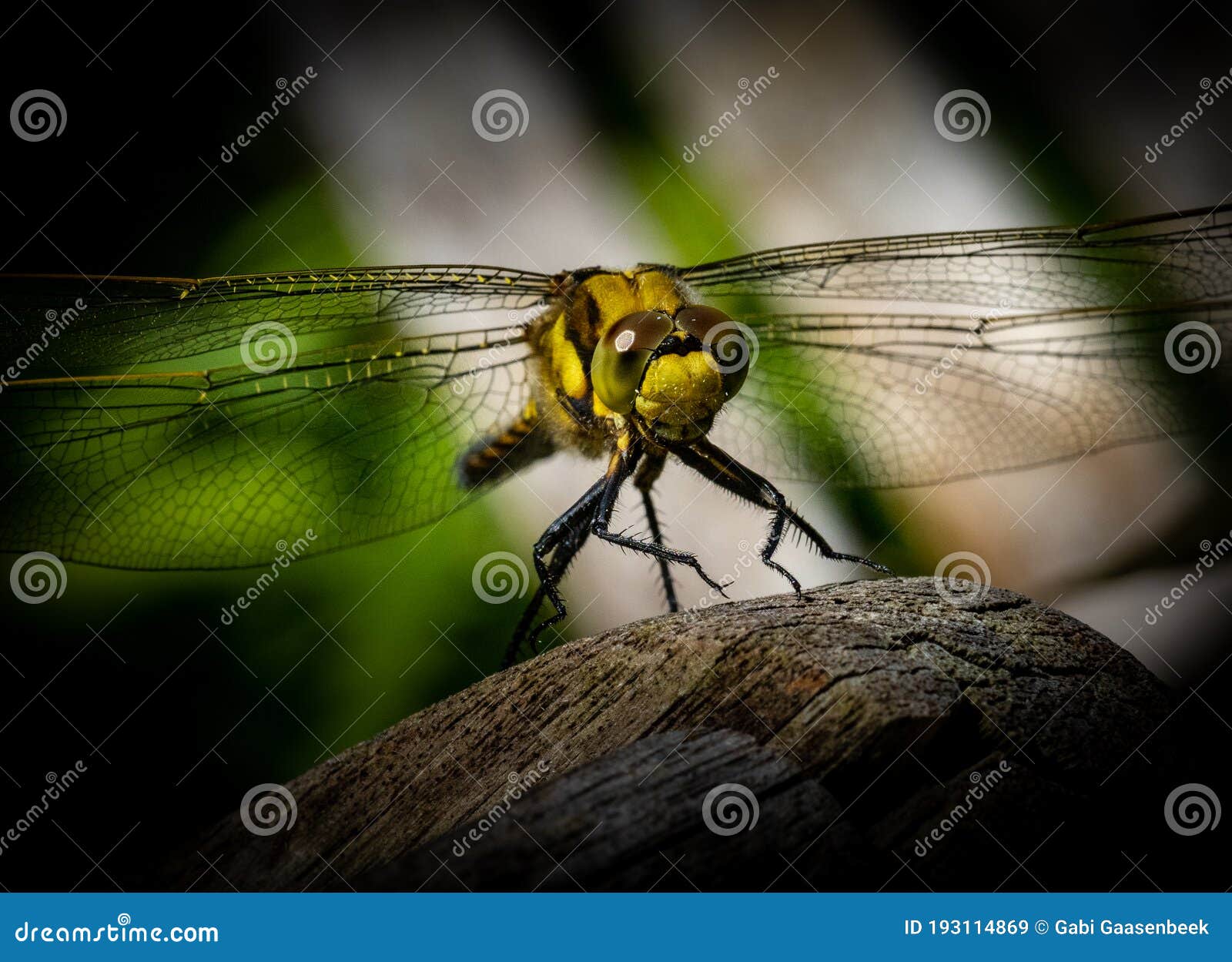 Common Dragonfly Close-up in the Garden in the Netherlands Stock Image ...