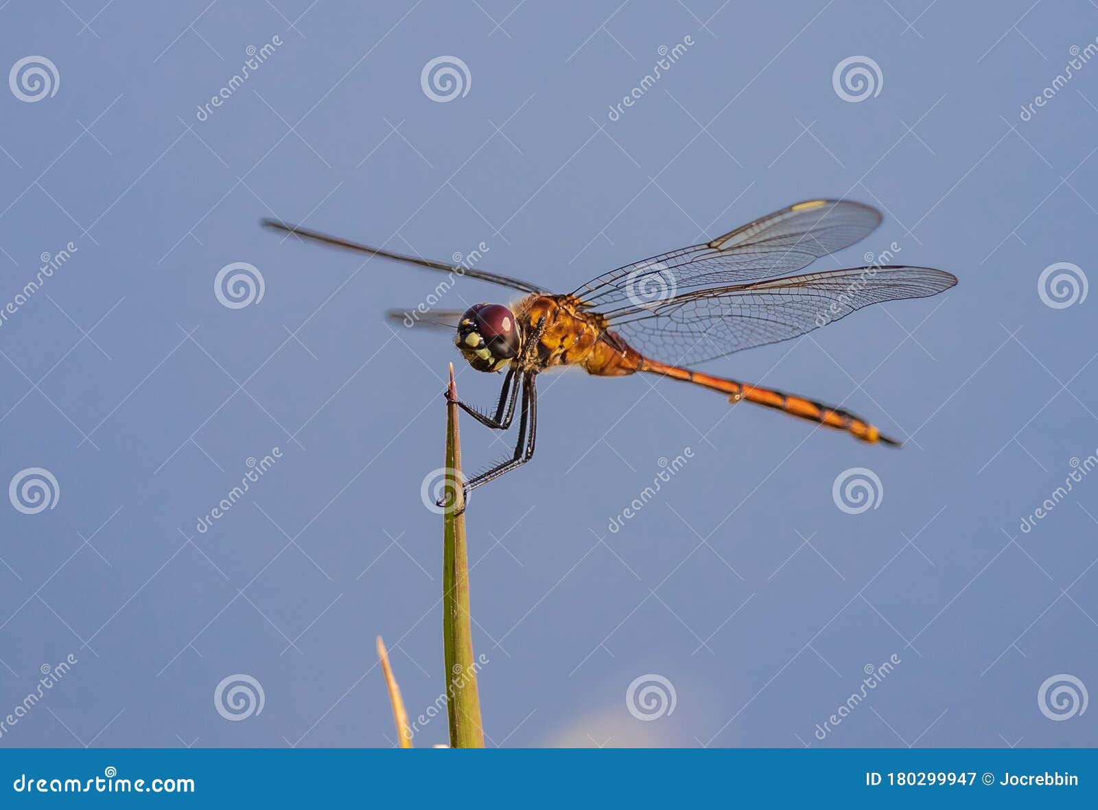 Common Dragonfly Perched on Flower Stem Stock Image - Image of river ...