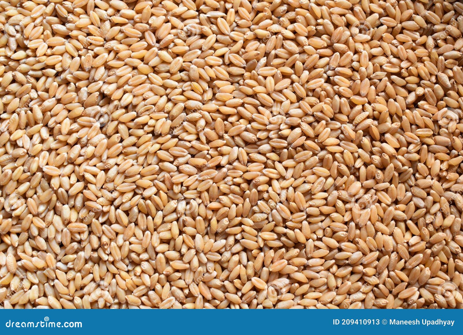 Common dried wheat stock image. Image of fiber, background - 209410913