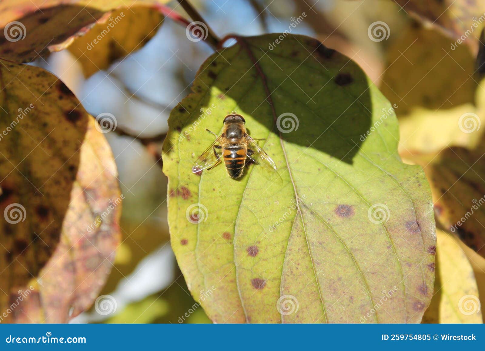 Common Drone Fly on a Green Leaf in the Sunlight Stock Image - Image of ...