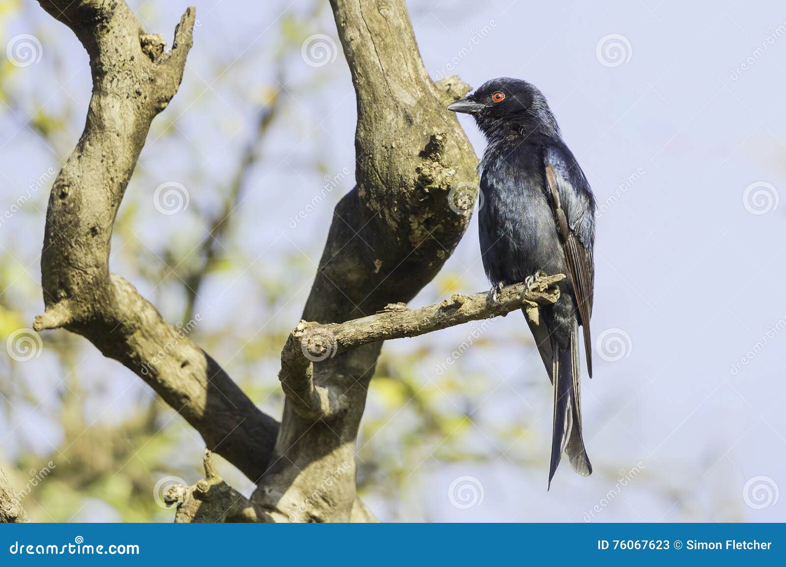 Common Drongo, Forked Tail stock image. Image of feathers - 76067623