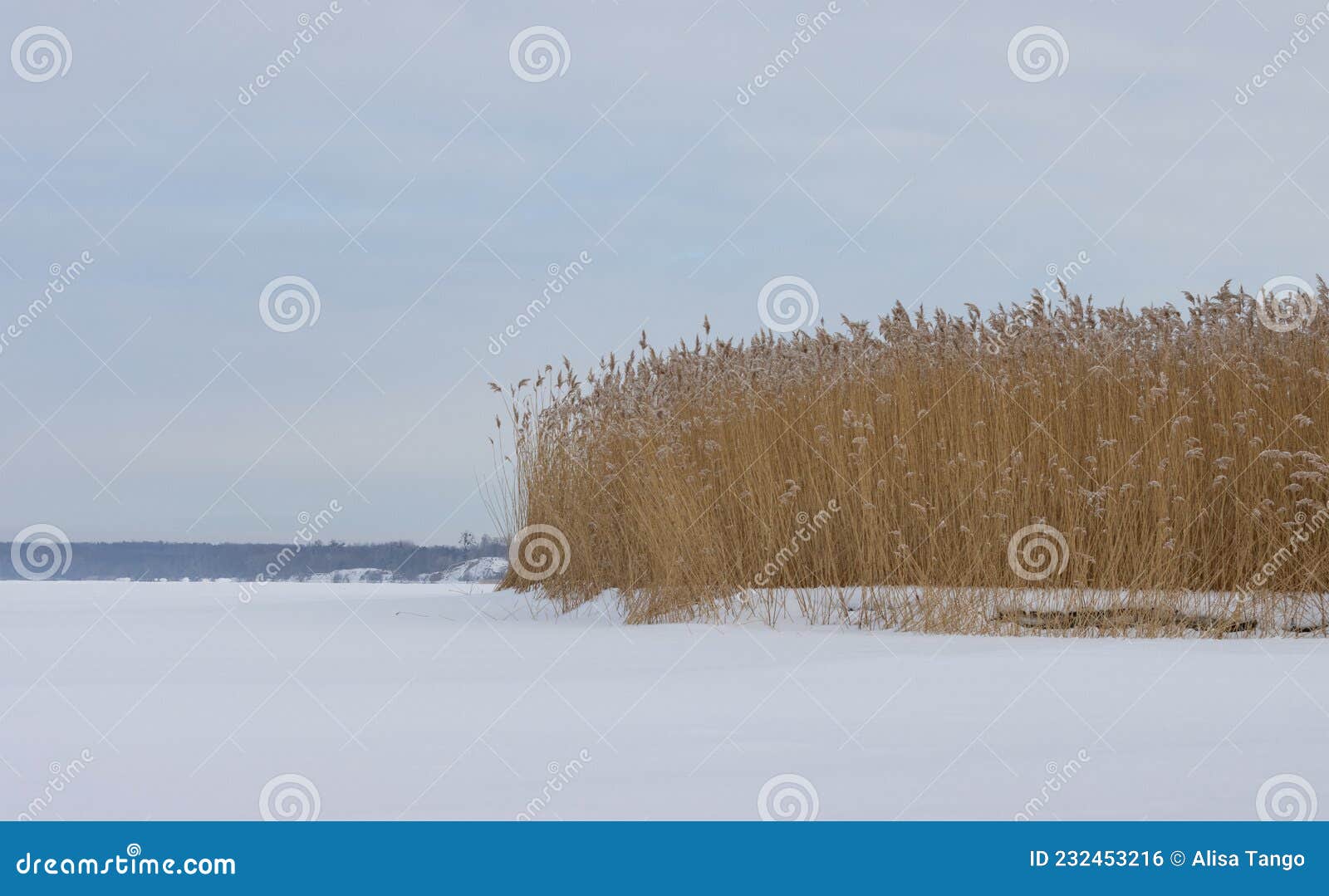 Common, dry reed in winter stock photo. Image of texture - 232453216