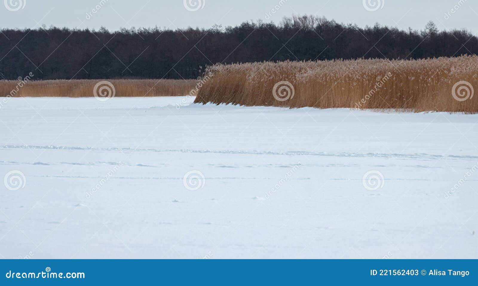 Common, dry reed in winter stock image. Image of grass - 221562403