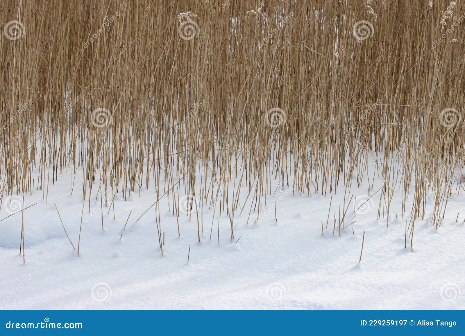 Common, dry reed in winter stock image. Image of lake - 229259197