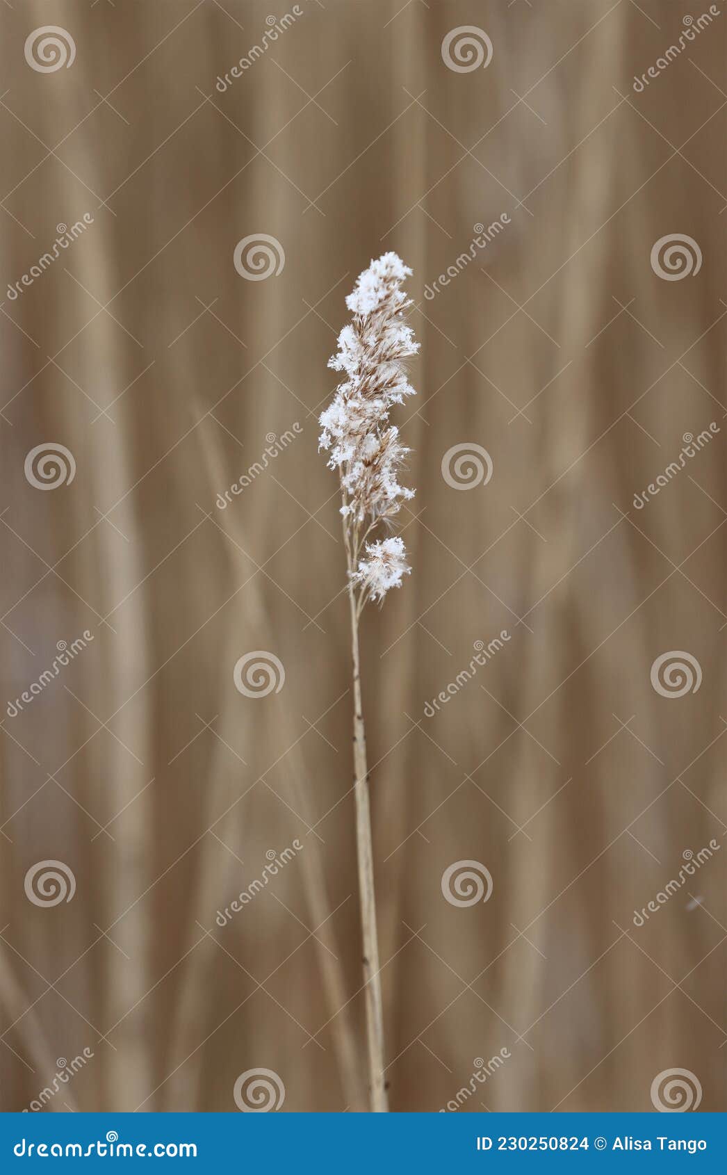 Common, dry reed in winter stock photo. Image of nature - 230250824
