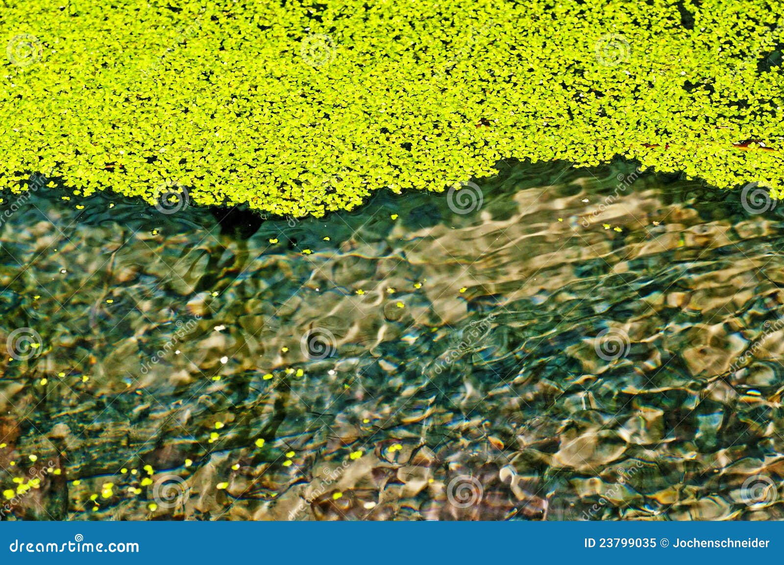 Common Duckweed, Lemna Minor Stock Image - Image of cover, natural ...