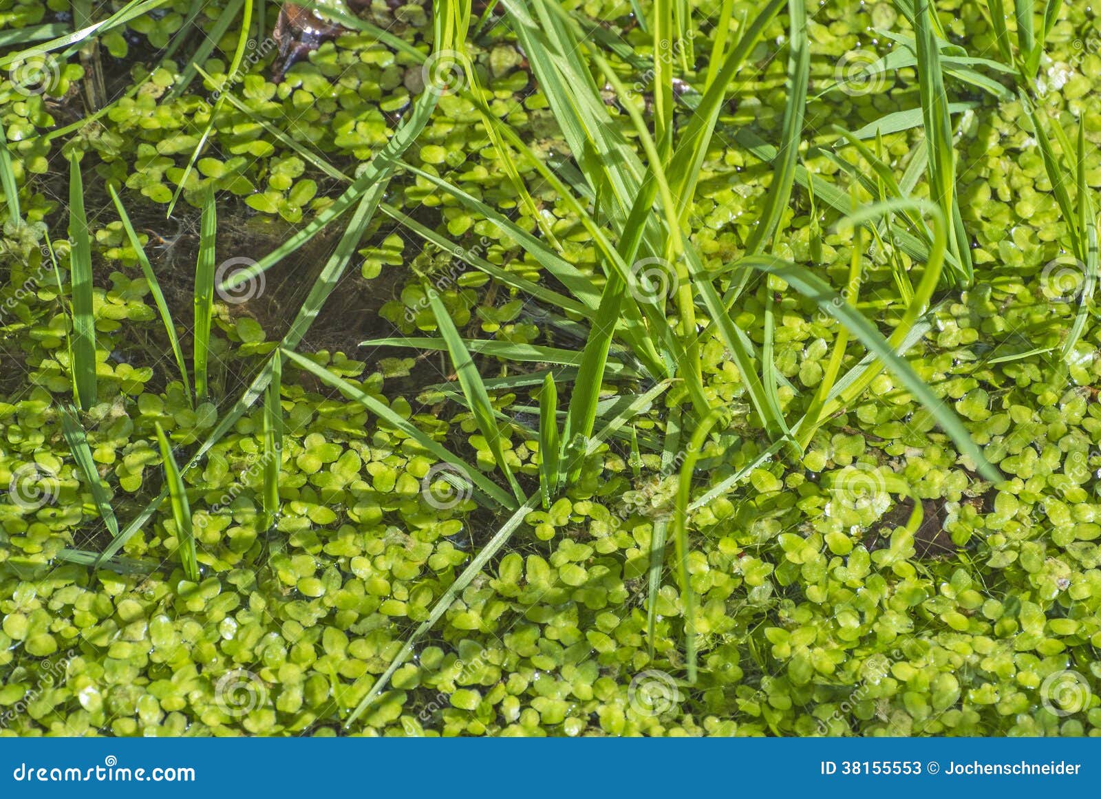 Common Duckweed, Lemna Minor Stock Image - Image of common, nature ...