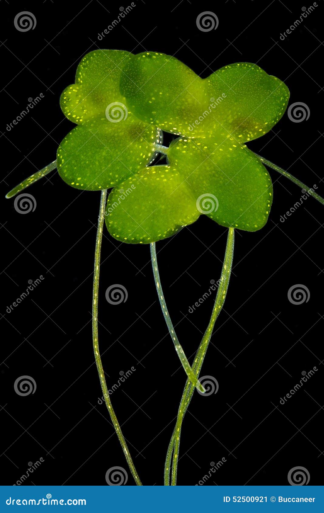 Duckweed Root Stock Photos - Free & Royalty-Free Stock Photos from ...