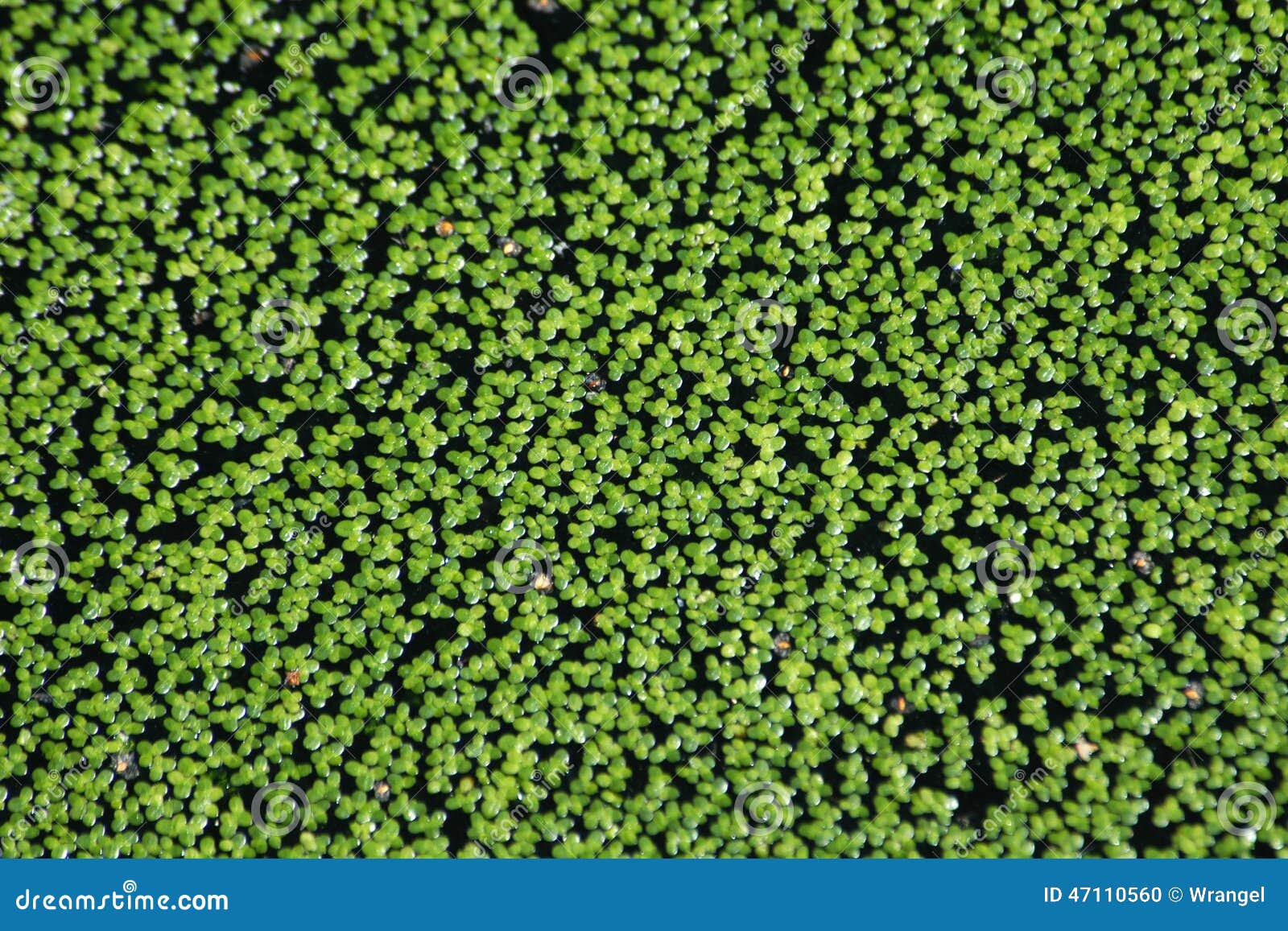 Common duckweed stock photo. Image of pattern, minor - 47110560