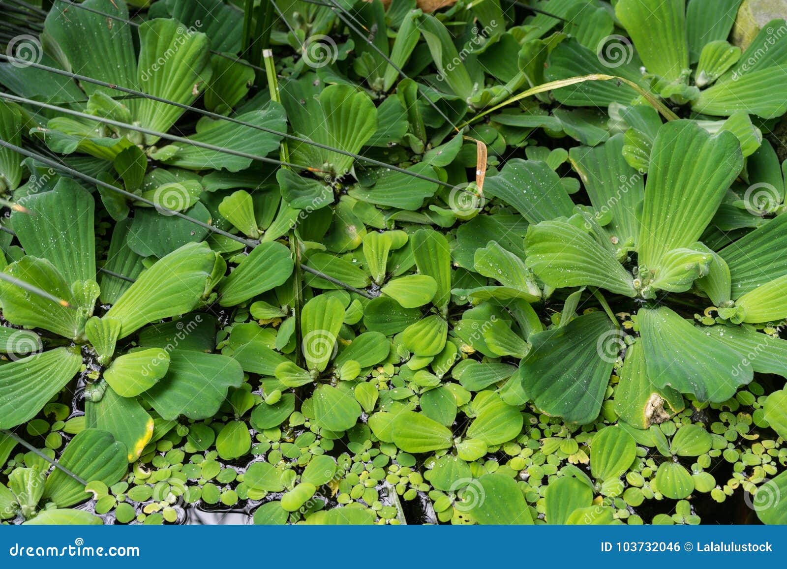 Common Duckweed Lemna Minor, Full Frame Texture Background Stock Photo ...