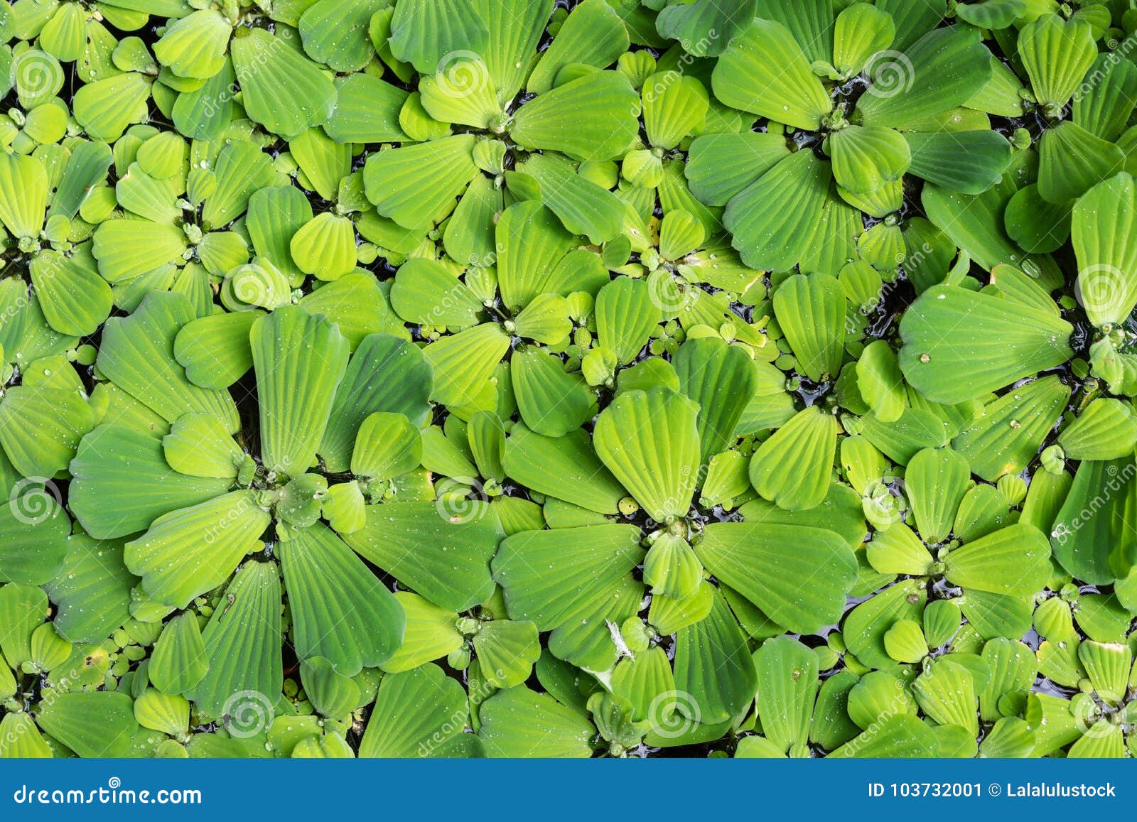 Common Duckweed Lemna Minor, Full Frame Texture Background Stock Image ...