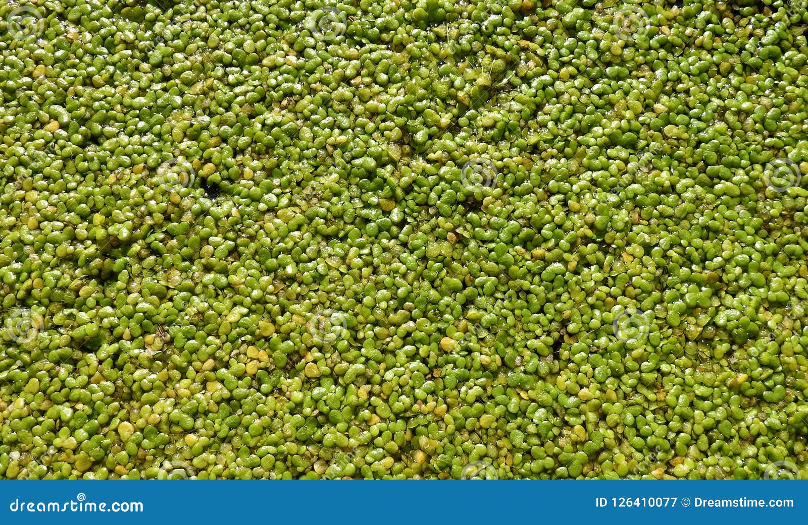 Common Duckweed Lemna Minor Stock Image - Image of duckweedd, plants ...