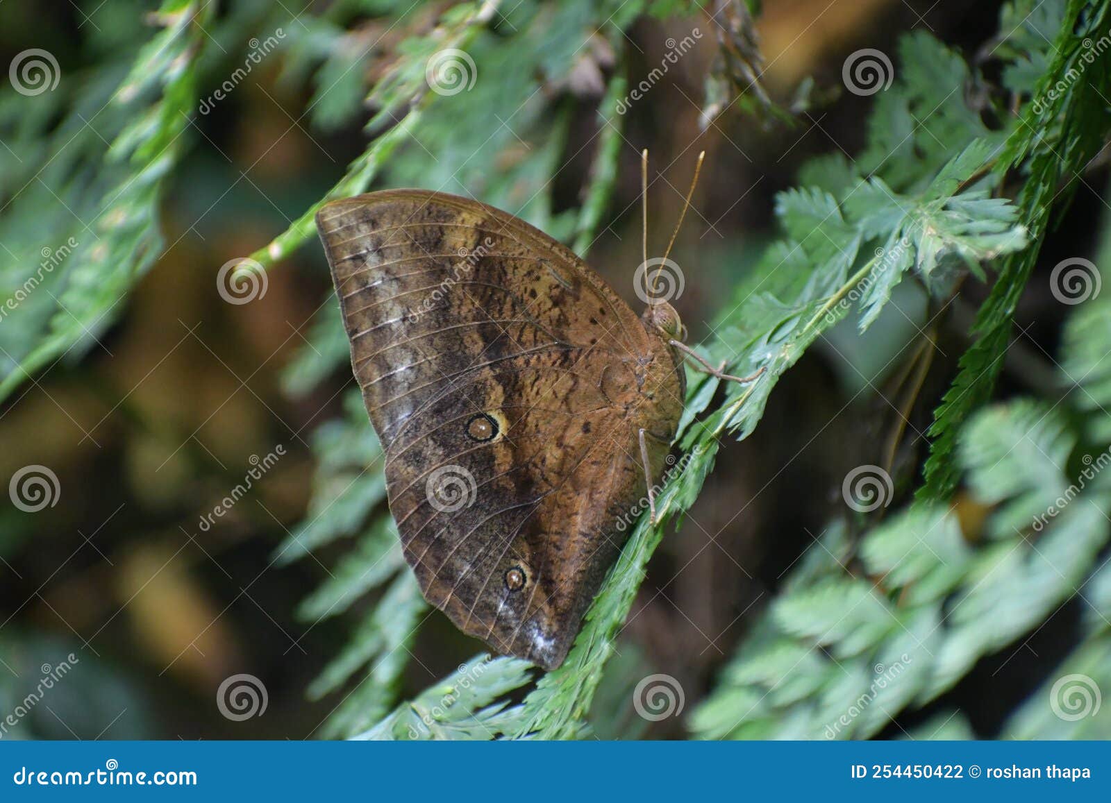 Dufferinsects Stock Photos - Free & Royalty-Free Stock Photos from ...