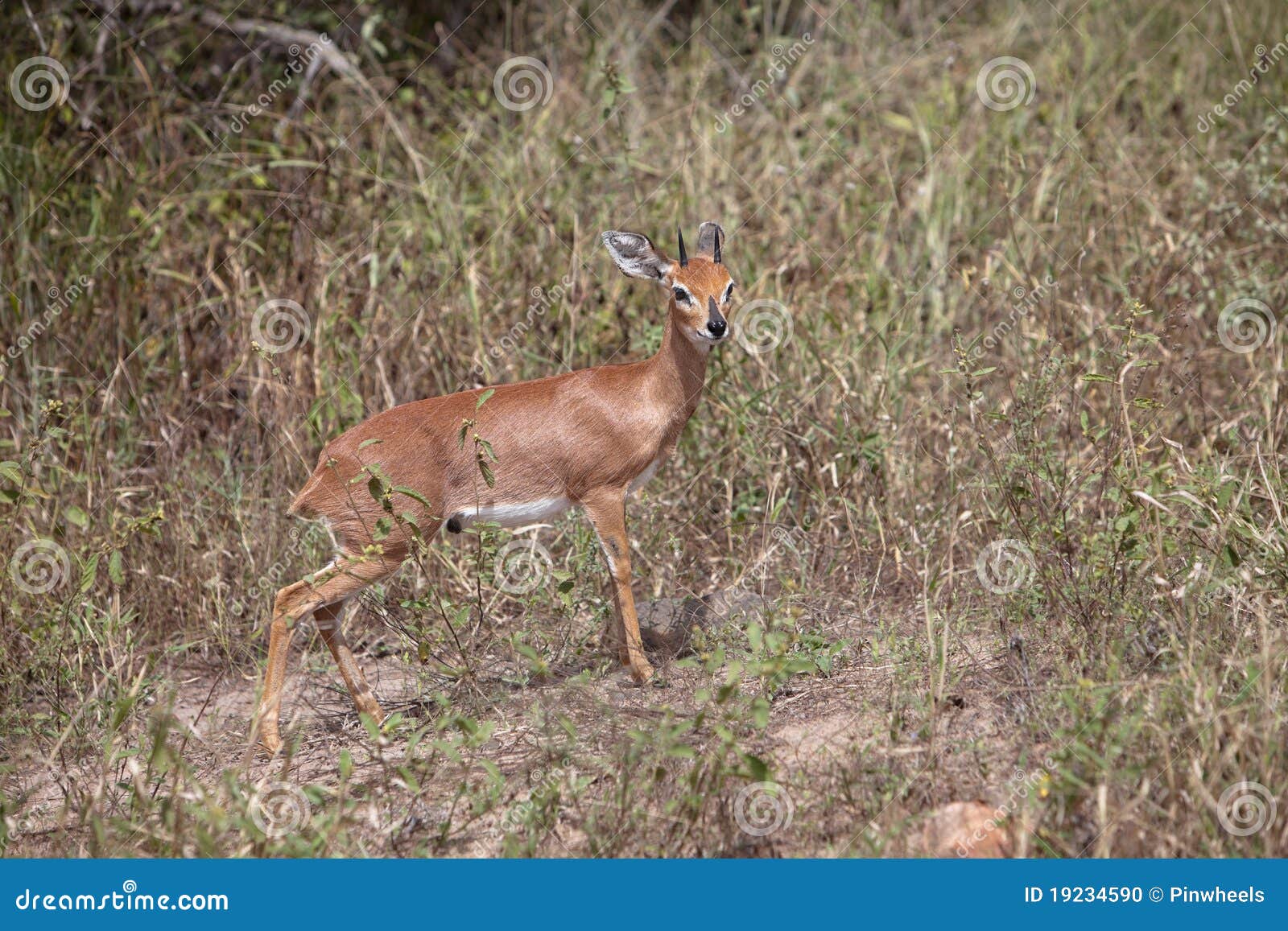 Common Duiker stock photo. Image of common, miniature - 19234590