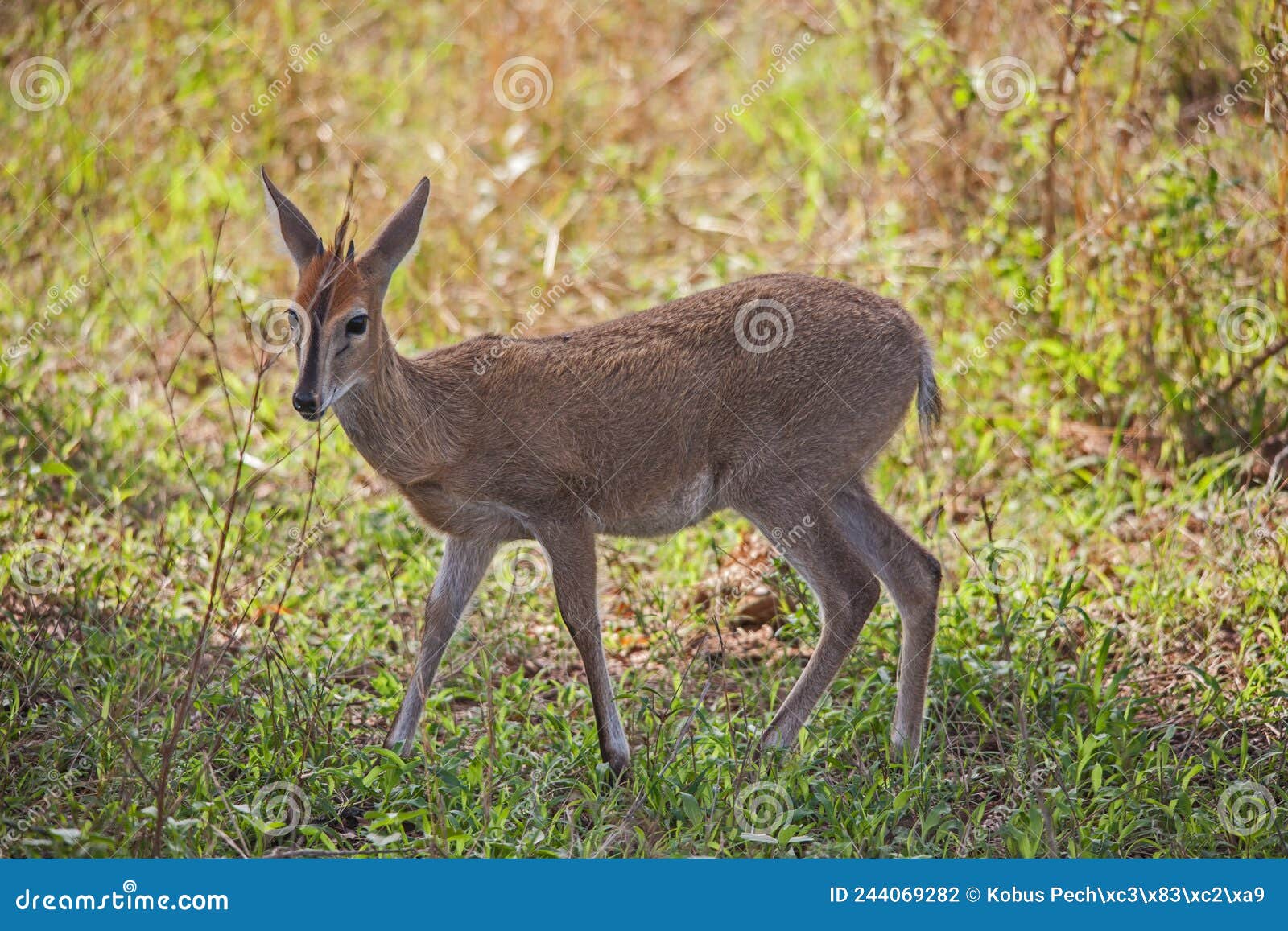 Common Duiker Sylvicarpa Grimmia 14736 Stock Photo - Image of common ...