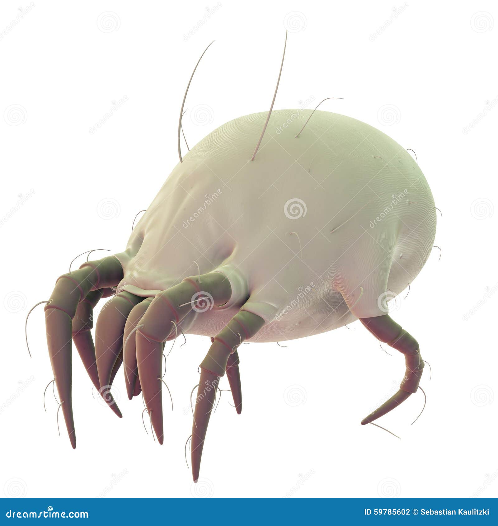 A common dust mite stock illustration. Illustration of asthma - 59785602