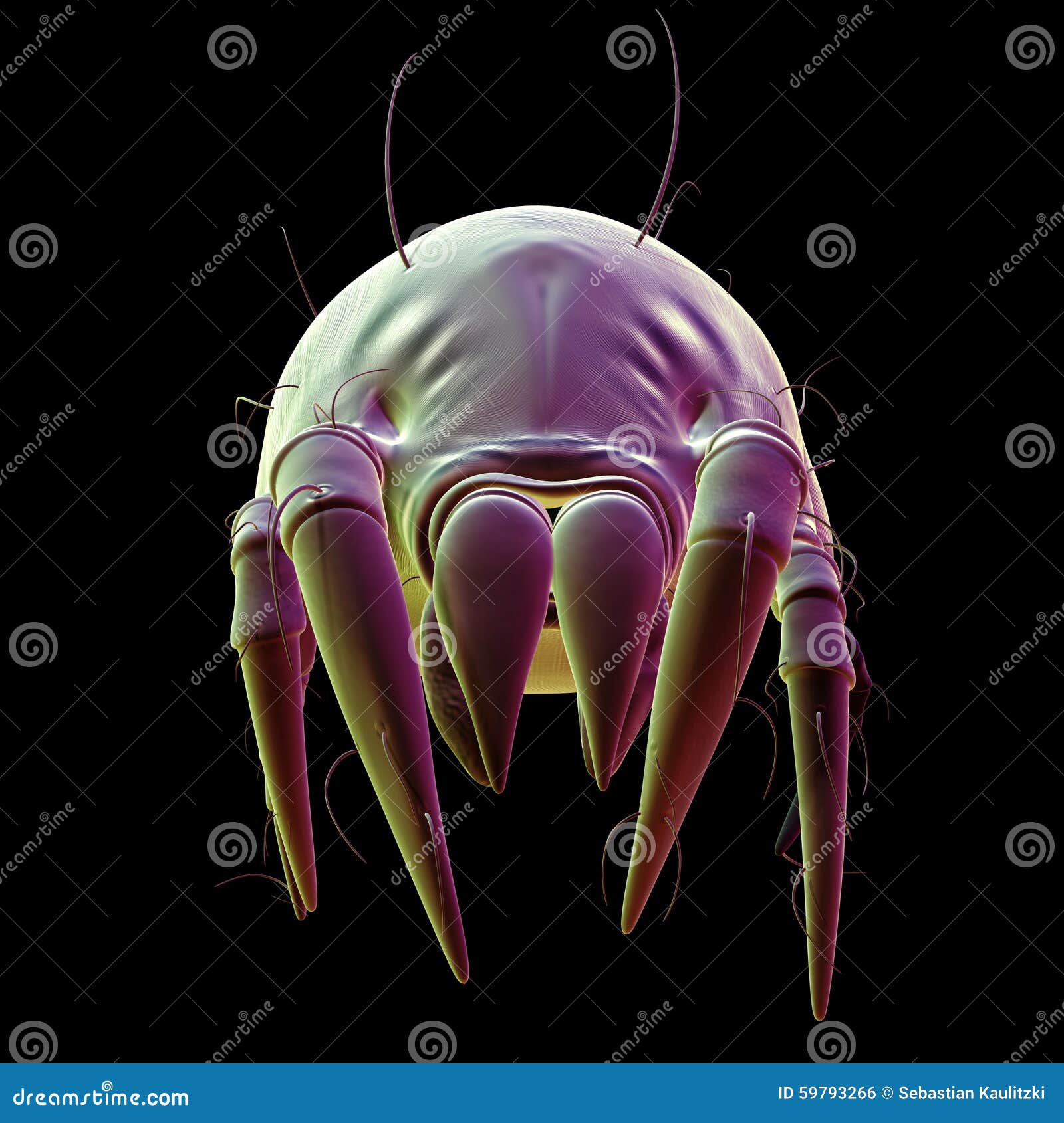 A common dust mite stock illustration. Illustration of immune - 59793266