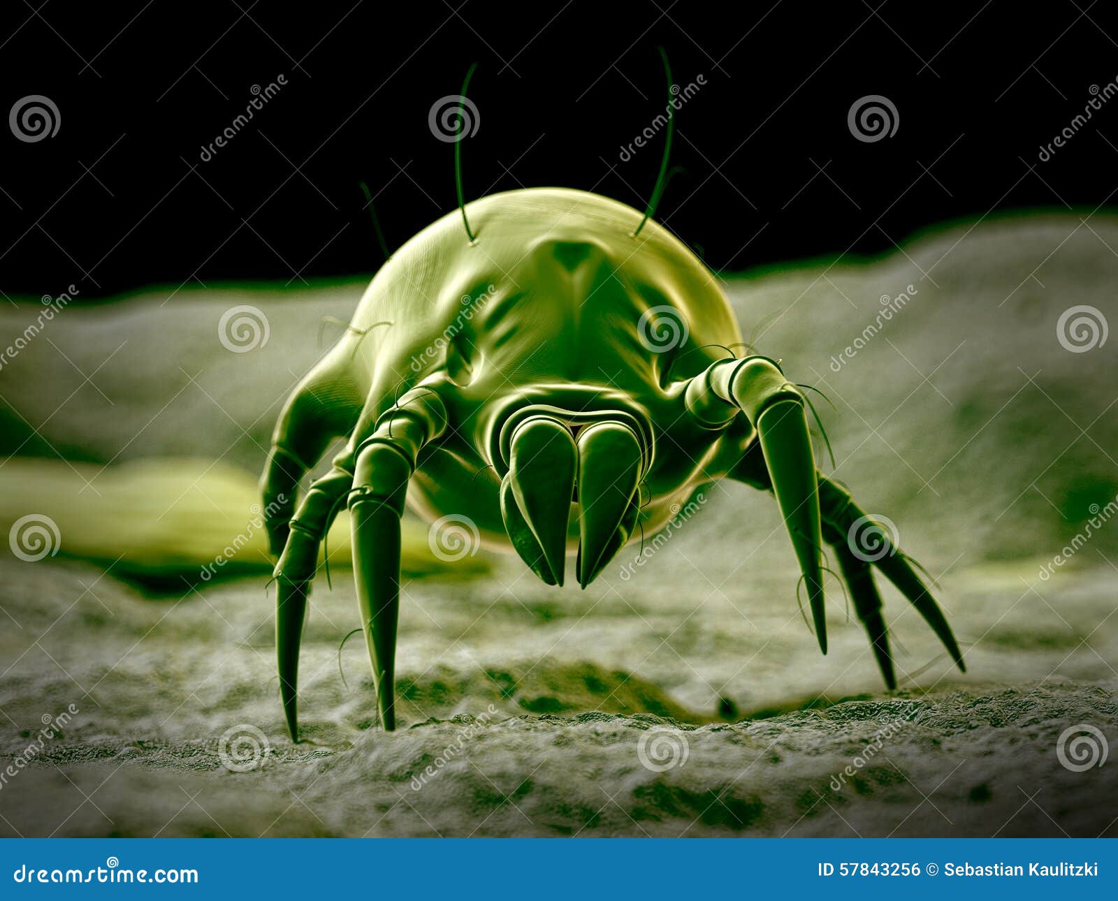 A Common Dust Mite Royalty-Free Cartoon | CartoonDealer.com #57843317