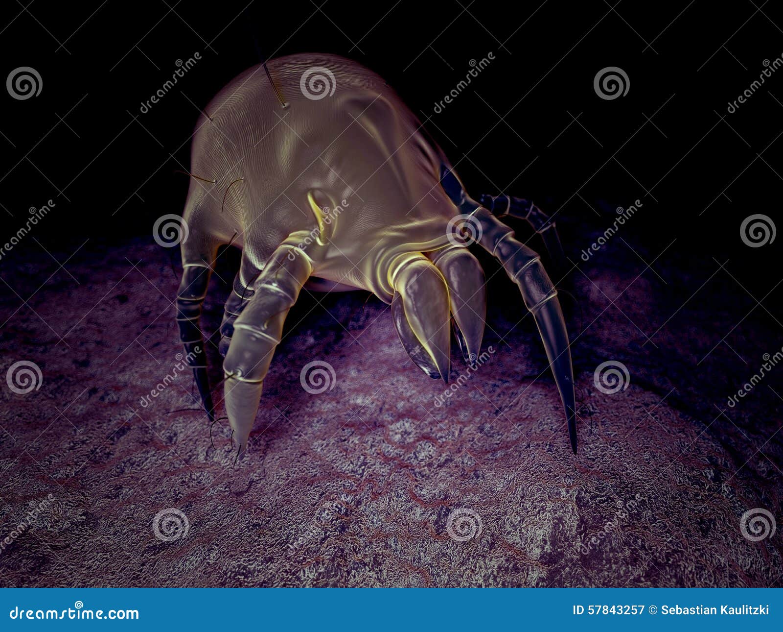 A common dust mite stock illustration. Illustration of mite - 57843257