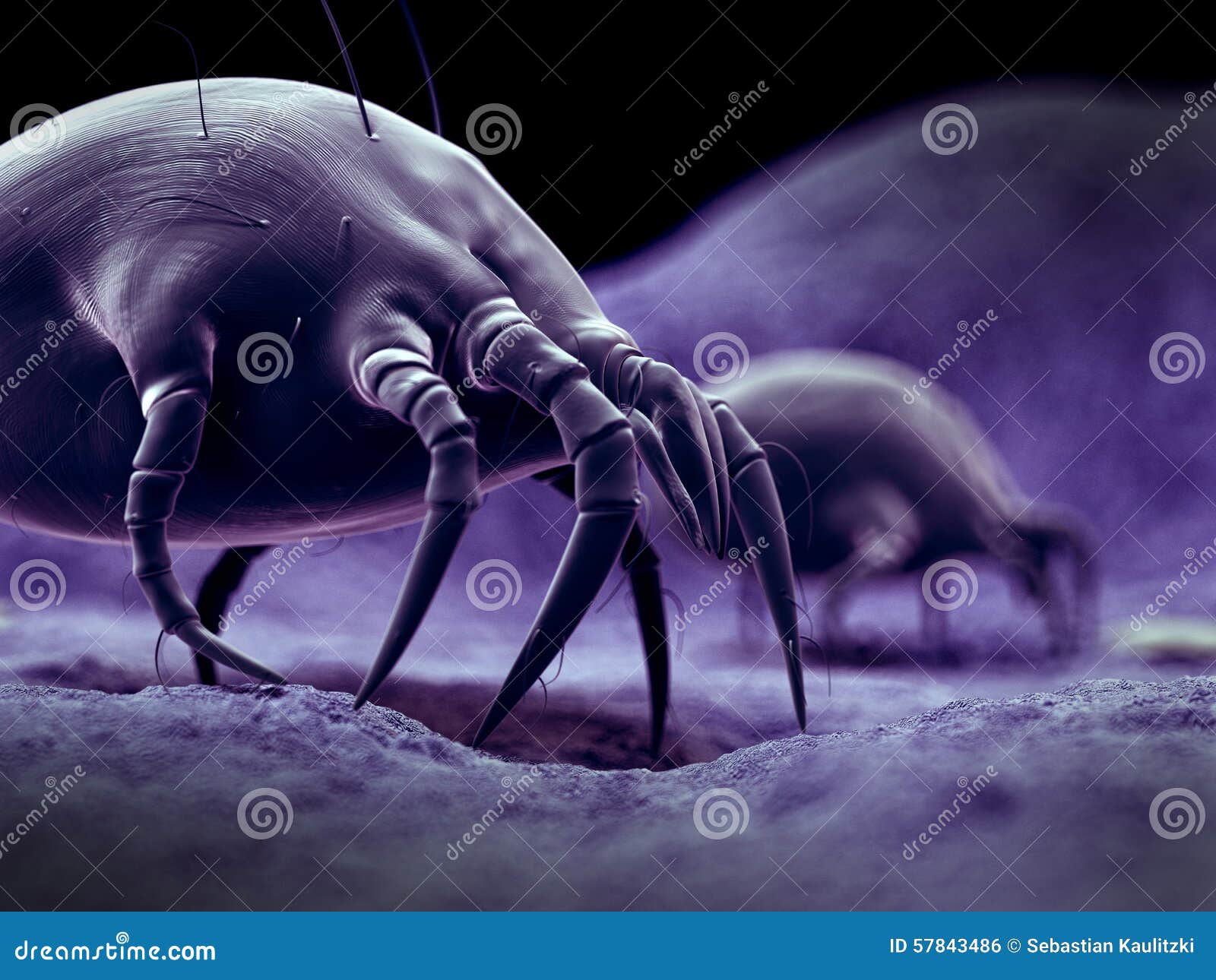 A common dust mite stock illustration. Illustration of asthma - 57843486