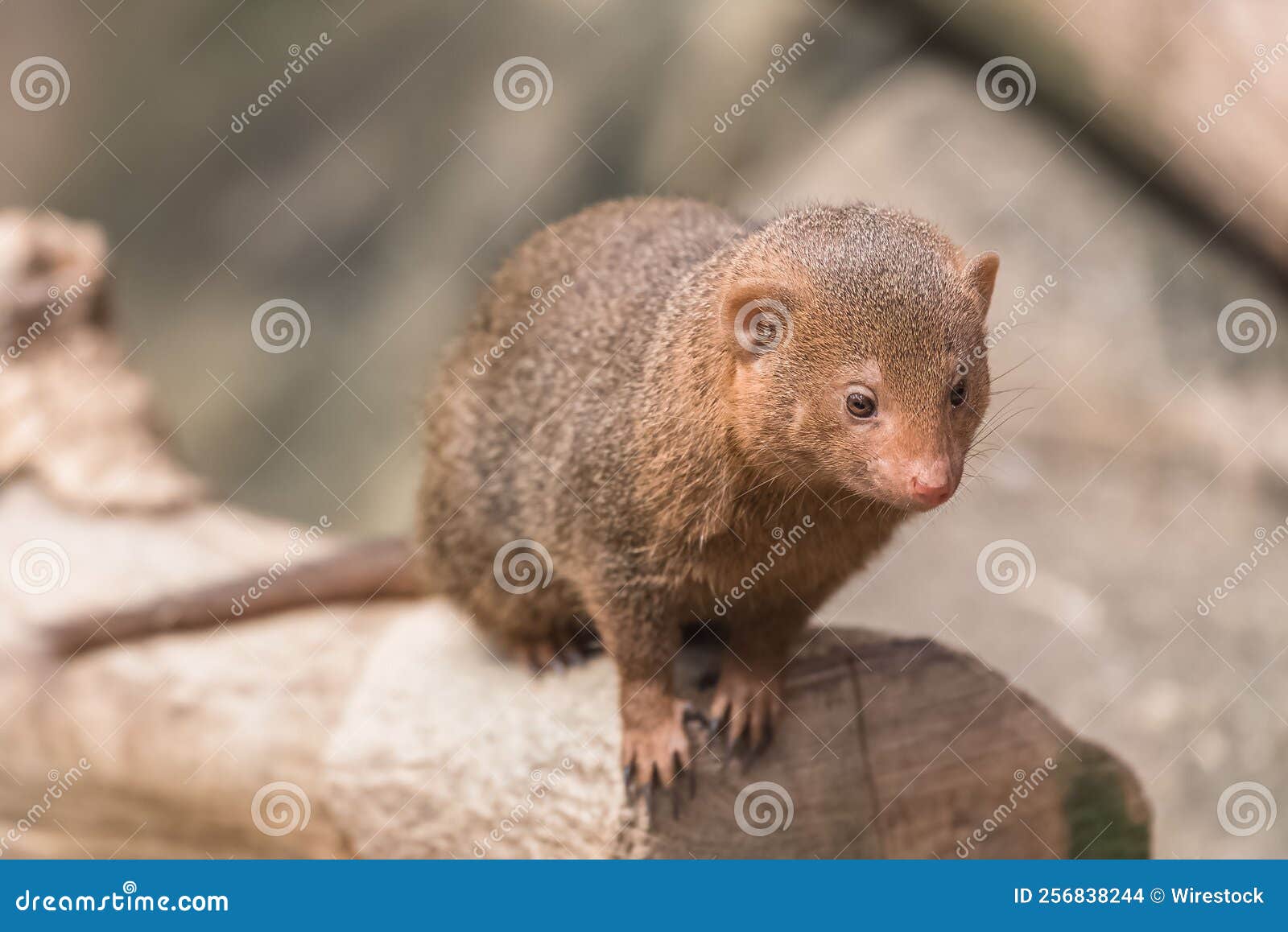 Common Dwarf Mongoose on a Branch Stock Photo - Image of fierce, mungo ...