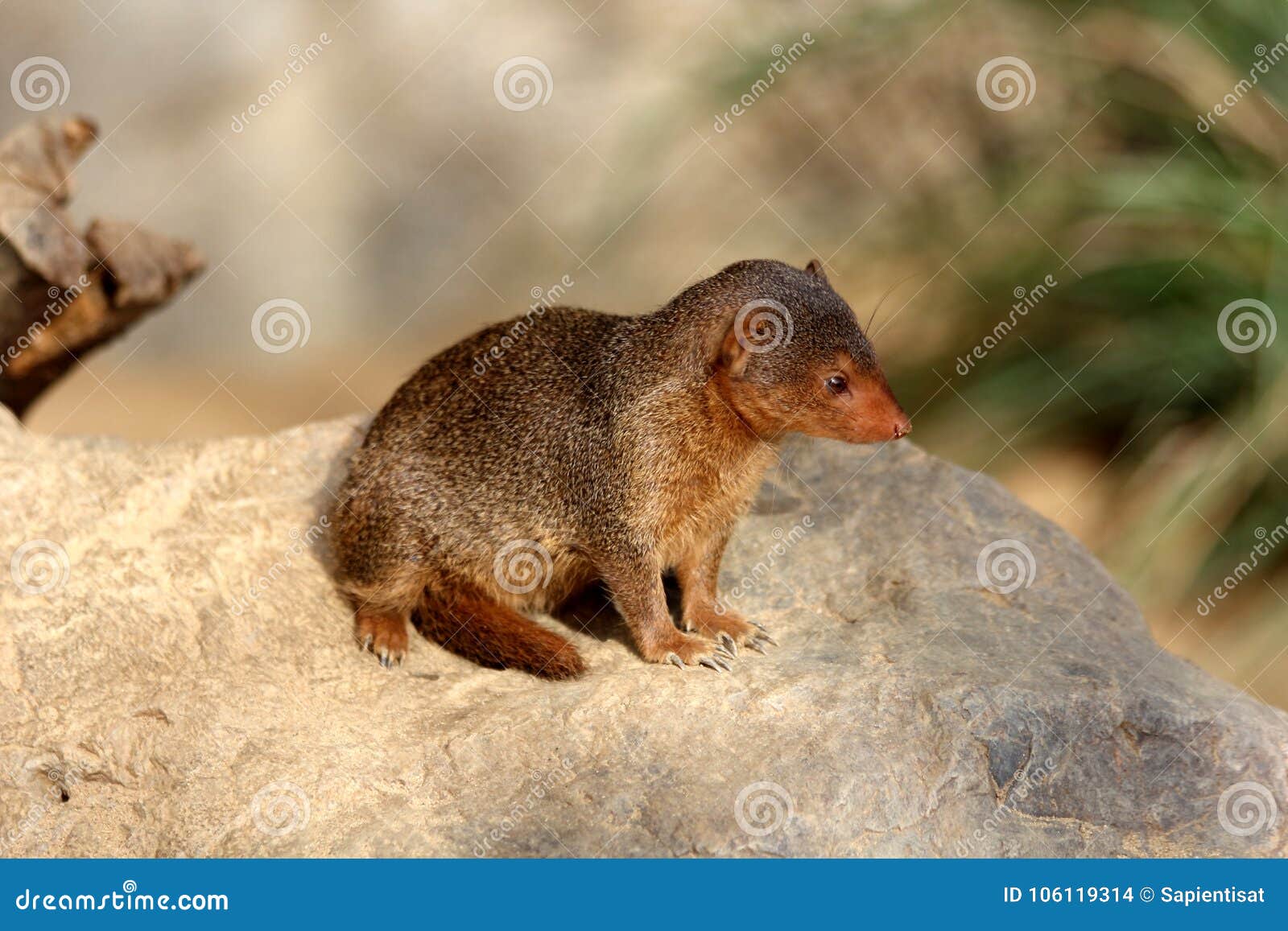Common dwarf mongoose stock photo. Image of creature - 106119314