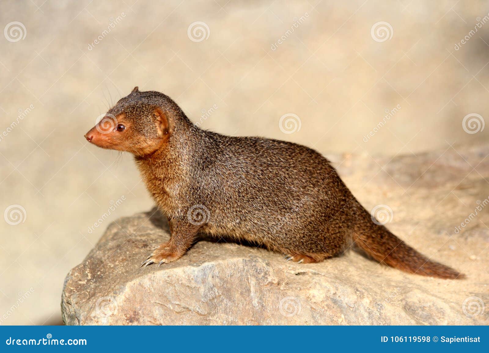 Common dwarf mongoose stock photo. Image of mound, park - 106119598