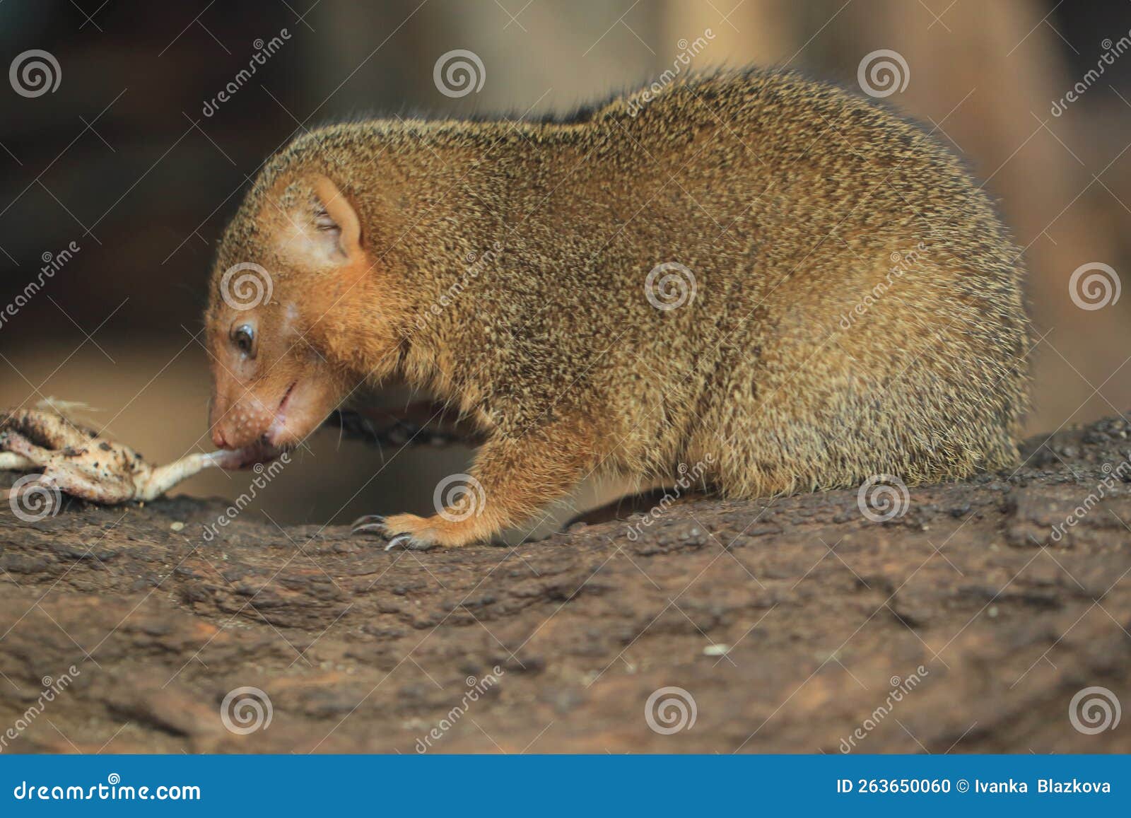 Common dwarf mongoose stock photo. Image of mammal, animal - 263650060