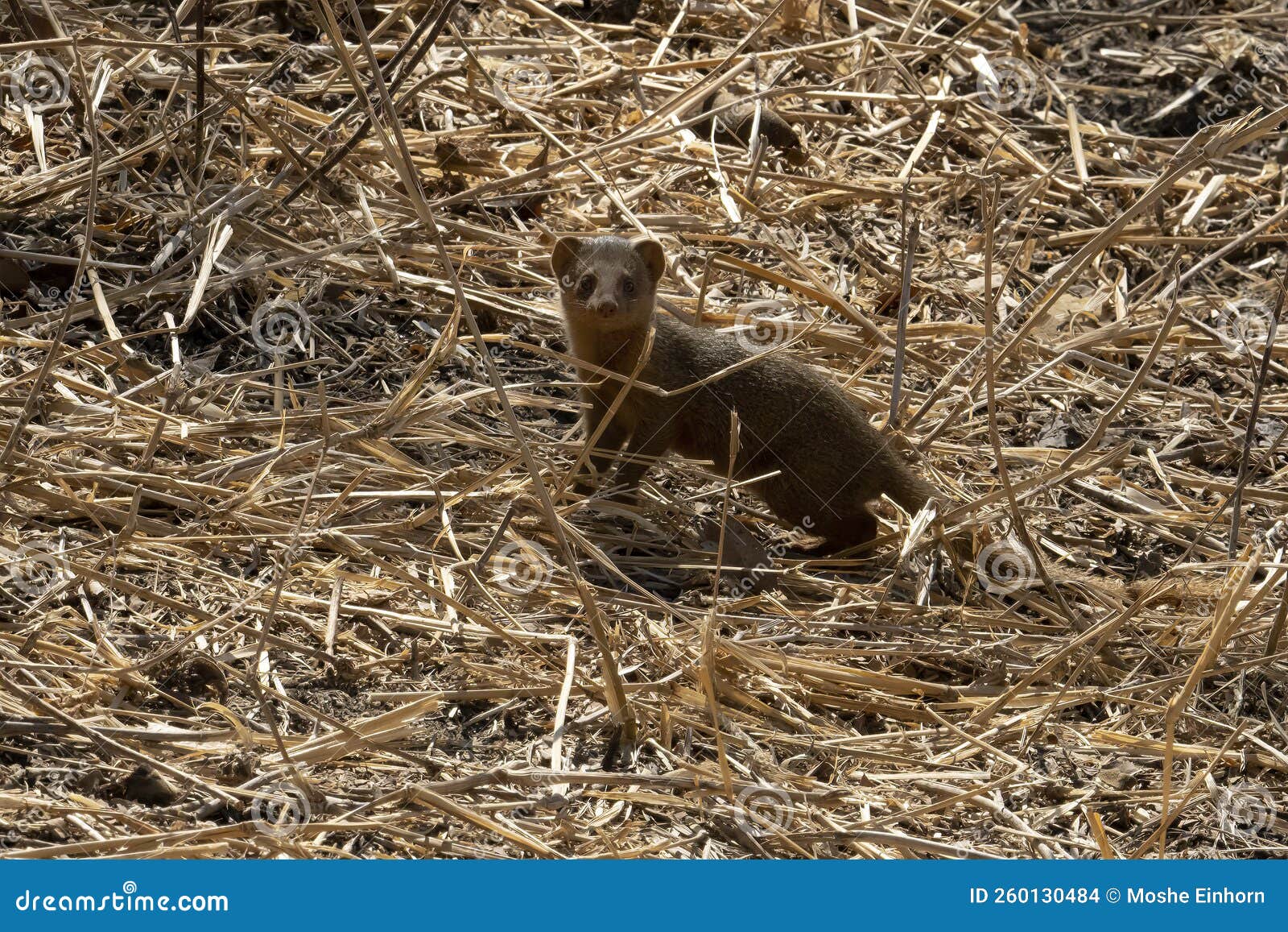 A Common Dwarf Mongoose stock photo. Image of animal - 260130484