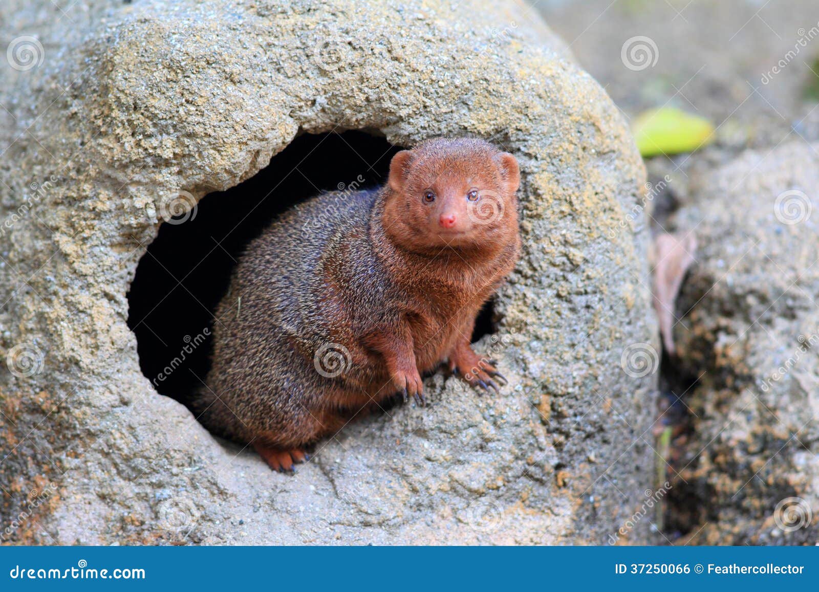 Common dwarf mongoose stock photo. Image of mongoose - 37250066