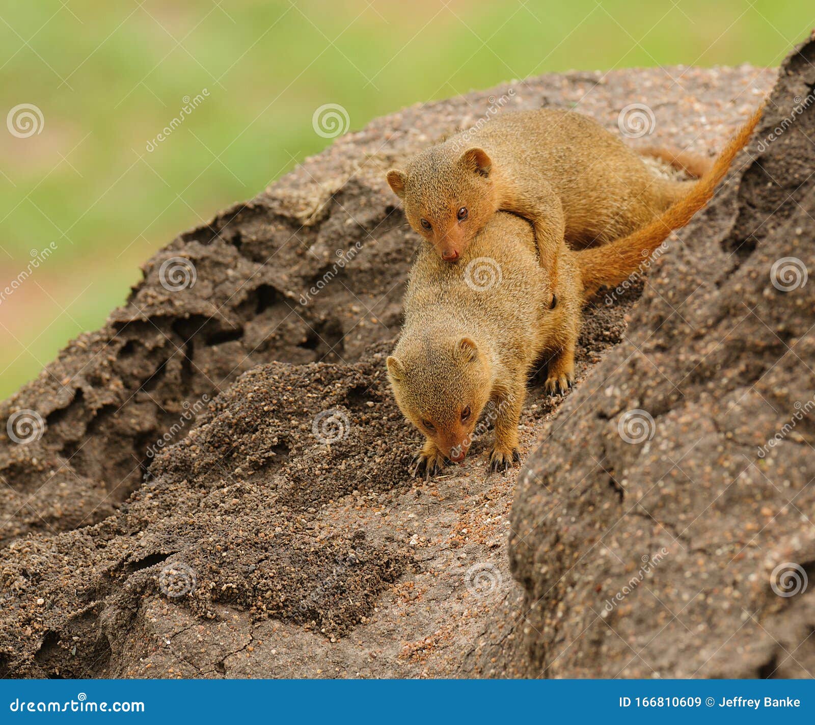 Common Dwarf Mongoose Mating Stock Image - Image of carnivora, savanna ...