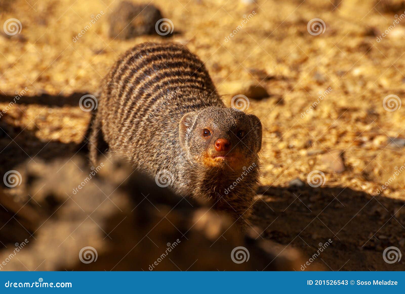 Common Dwarf Mongoose, Helogale Parvula, Small Animals Life Stock Image ...