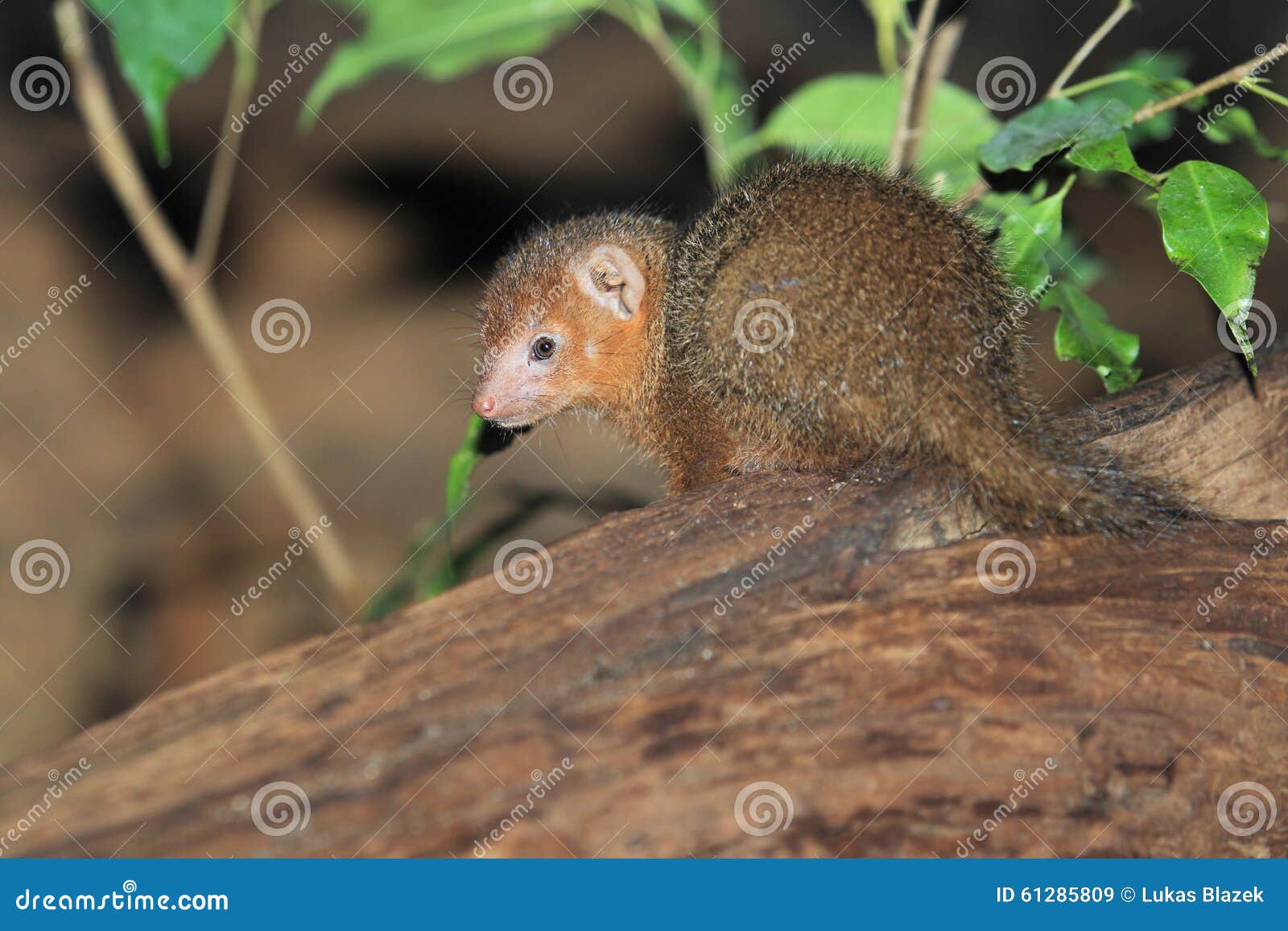 Common dwarf mongoose stock image. Image of mammal, tree - 61285809