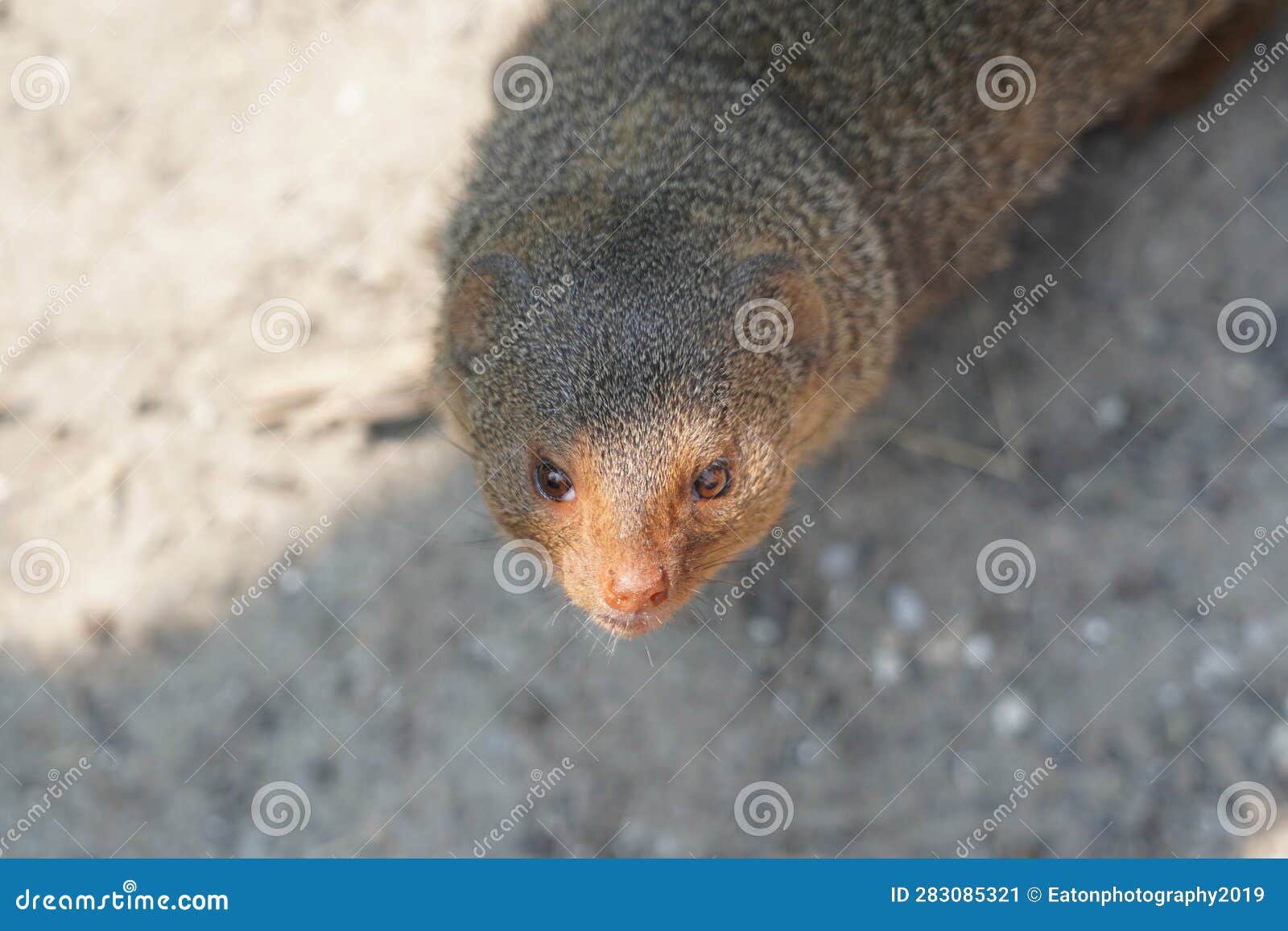 Common Dwarf Mongoose Looking Out Stock Image - Image of herpestidae ...