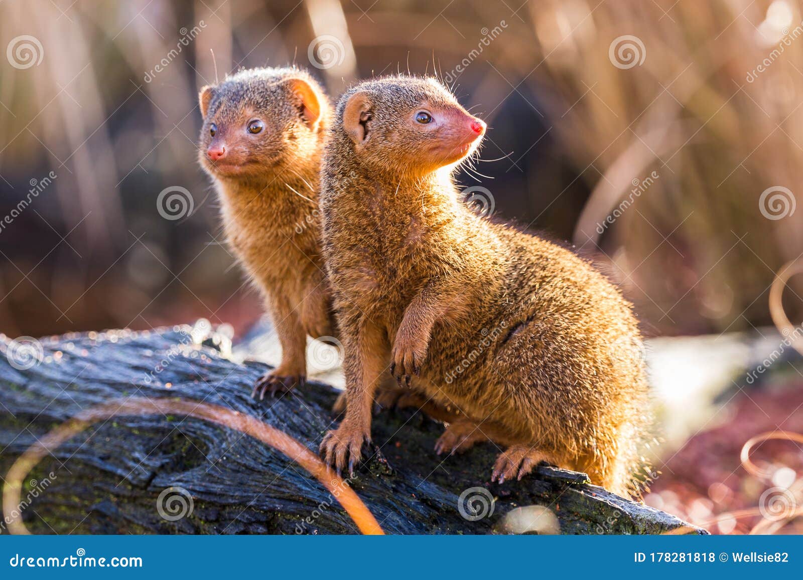 Common dwarf mongoose pair stock photo. Image of natural - 178281818