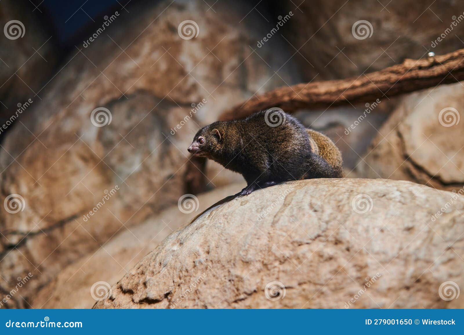 Common Dwarf Mongoose on a Rock Stock Photo - Image of aware, bravely ...