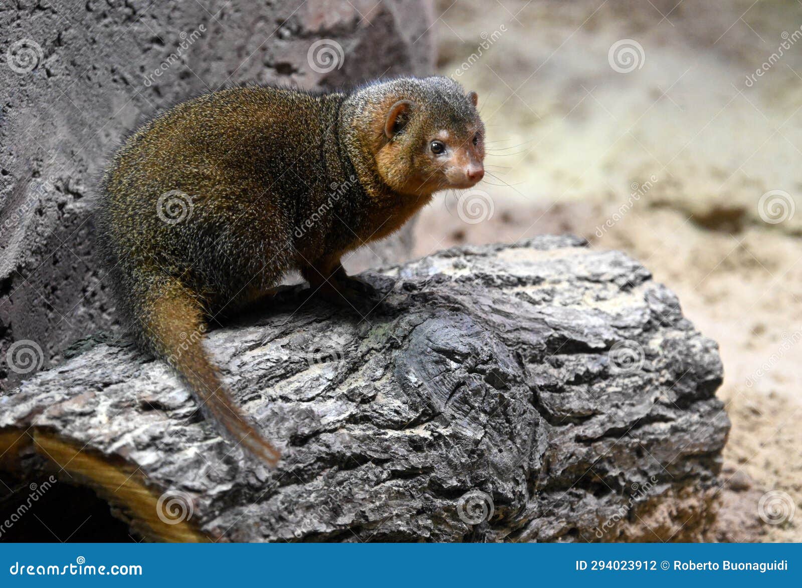 A Common Dwarf Mongoose on a Tree Stock Photo - Image of common, africa ...